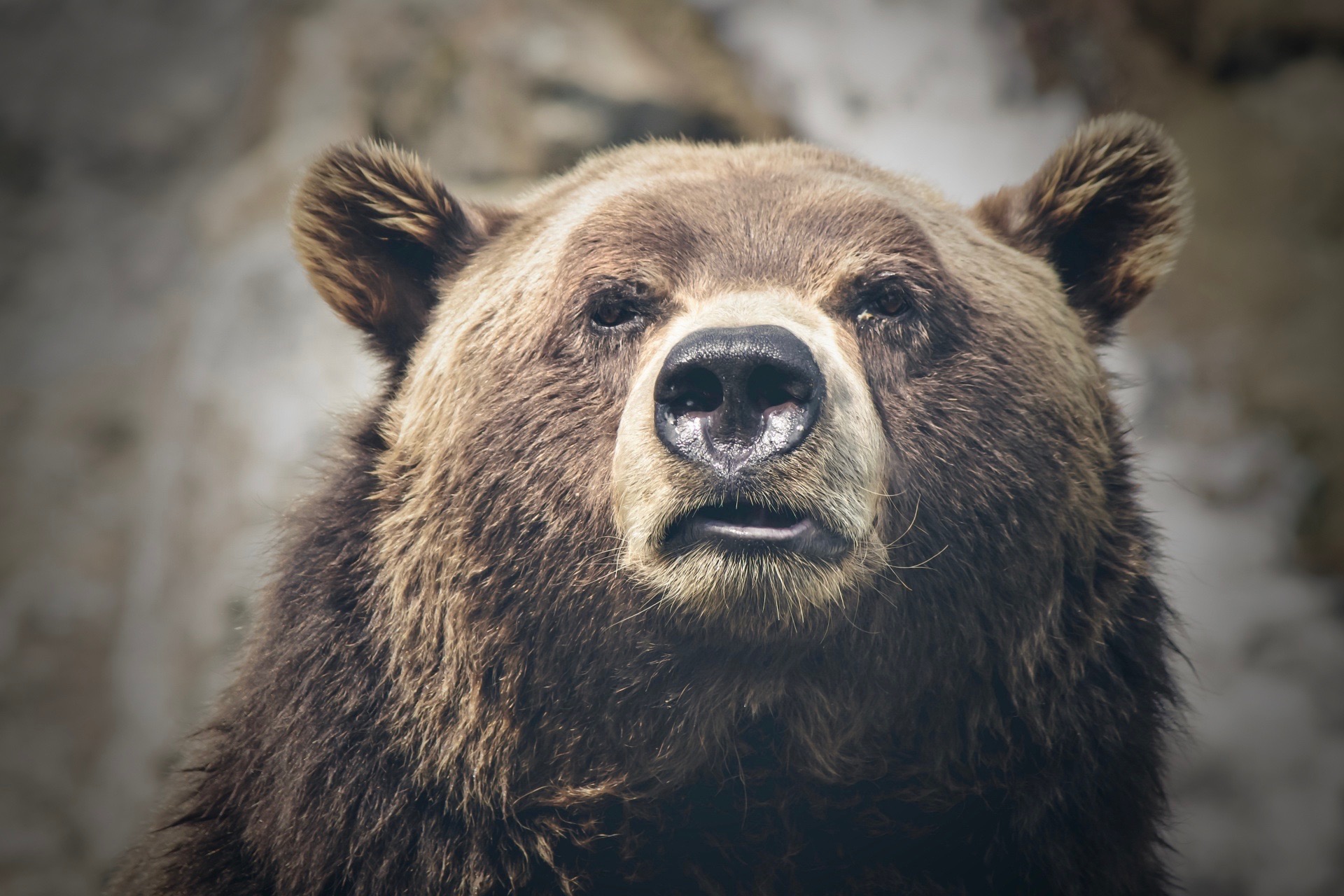 Da Steppt Der Bär. | Das Erwartet Dich Auf Der Berlinale | [030]